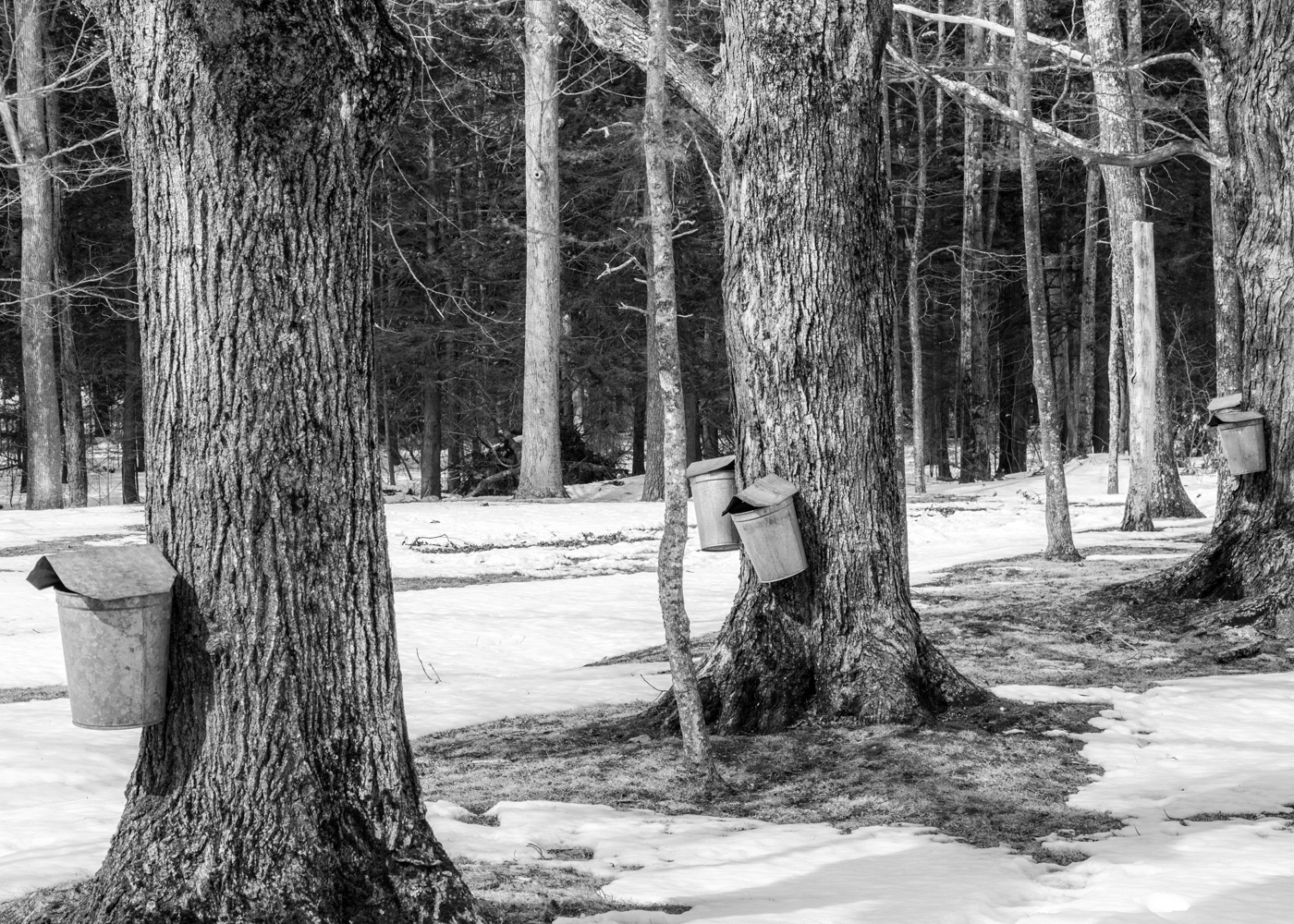 The Making of Maple Syrup - An exclusive community for the food ...